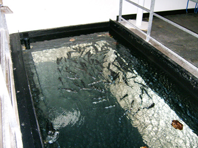 Le Mulet Lippu (Chelon labrosus) - Maréis