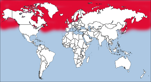 Le Merlan ( Merlangius merlangus) - Maréis