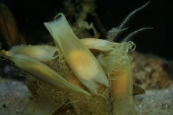 La petite roussette (Scyliorhinus canicula) - Maréis
