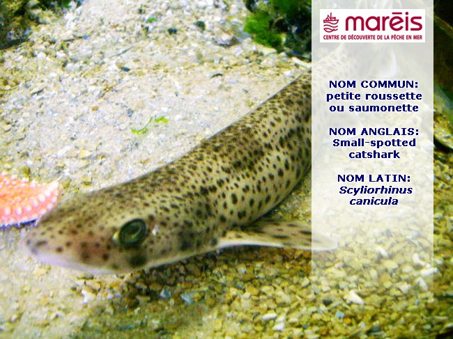 La petite roussette (Scyliorhinus canicula) - Maréis