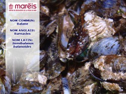les balanes (Semibalanus balanoides) - Maréis