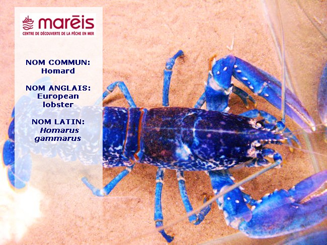 Le homard (Homarus gammarus) - Maréis