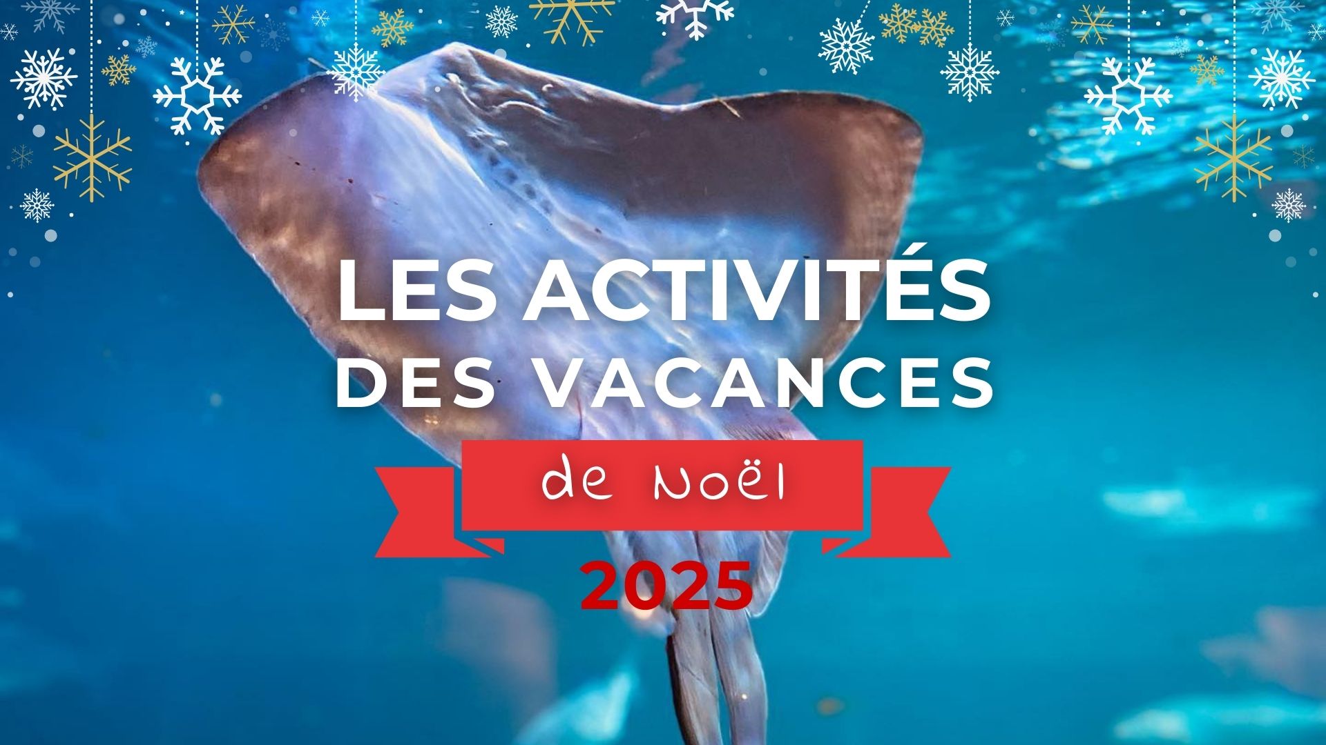 Programmation des vacances de Noël - Maréis